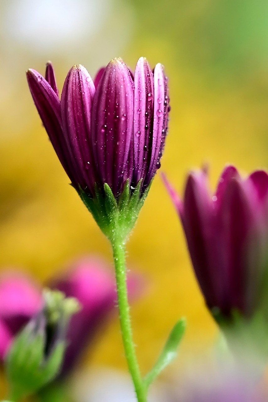 Marguerite Fleur - Photo gratuite sur Pixabay - Pixabay