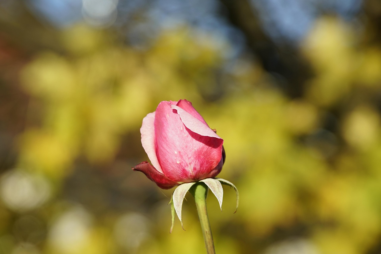 Rose Bourgeon Fleur - Photo gratuite sur Pixabay - Pixabay