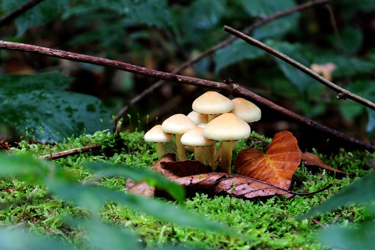 Mushroom Fall Forest - Free photo on Pixabay - Pixabay