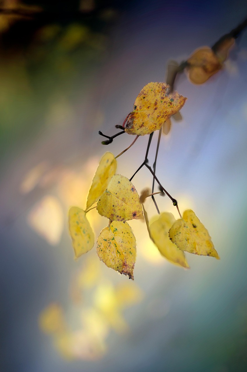 Birch Leaves Branch - Free photo on Pixabay