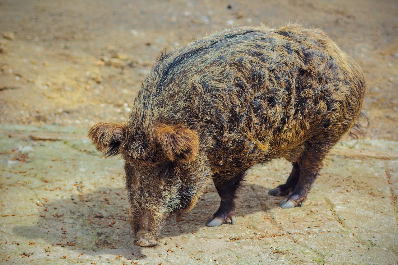 Porco Beleza Animal Jardim - Foto gratuita no Pixabay - Pixabay