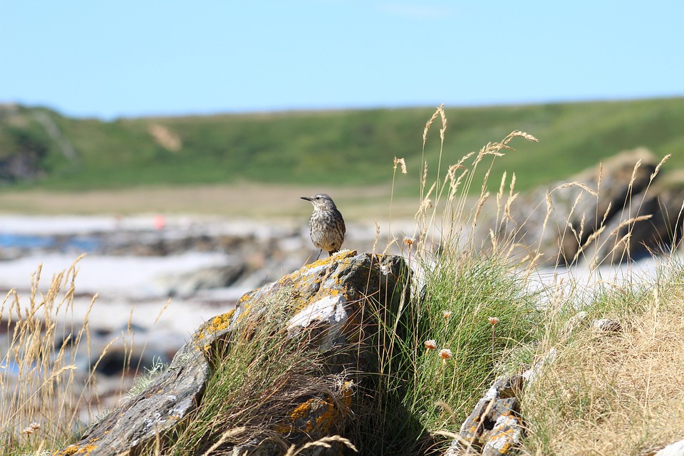 Pipit Bird Wood - Free photo on Pixabay - Pixabay