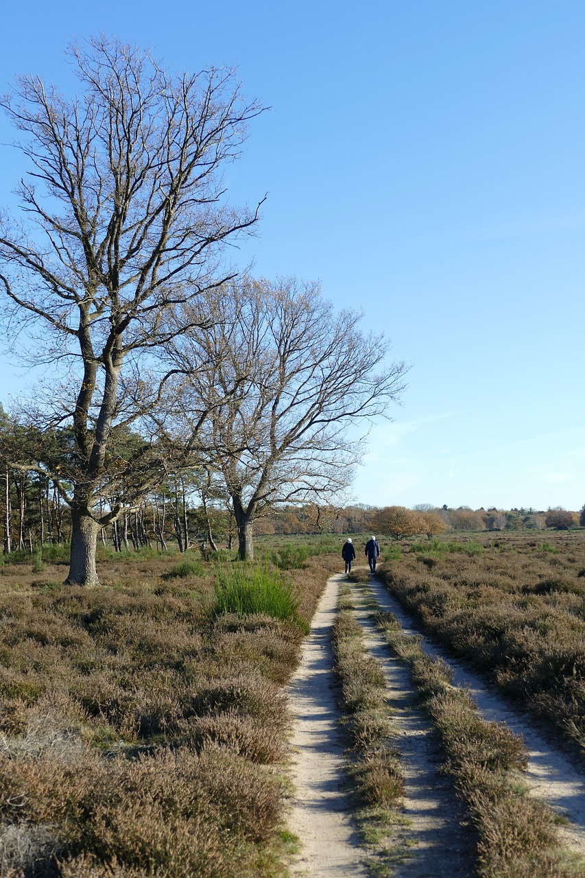 Wandern Pfad Bäume - Kostenloses Foto auf Pixabay - Pixabay