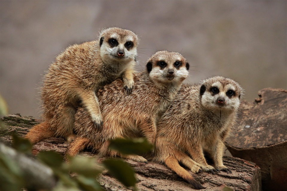 Meerkats Peludo Mamífero - Foto gratis en Pixabay