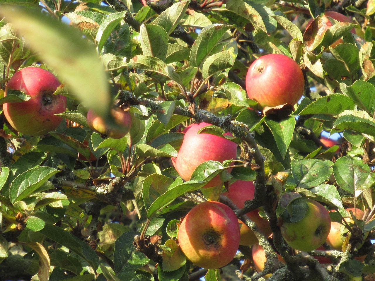 Pommes Rouges En Novembre Arbre - Photo gratuite sur Pixabay - Pixabay