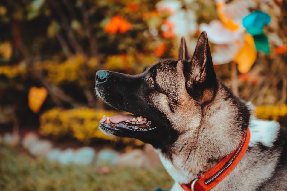 Dog Canine Pet - Free photo on Pixabay - Pixabay