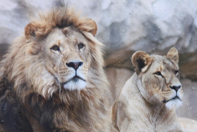 León Animales Fauna - Foto gratis en Pixabay - Pixabay