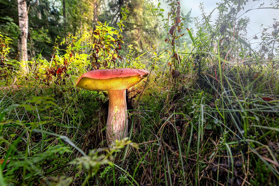 Fungus Nature Close-Up - Free photo on Pixabay