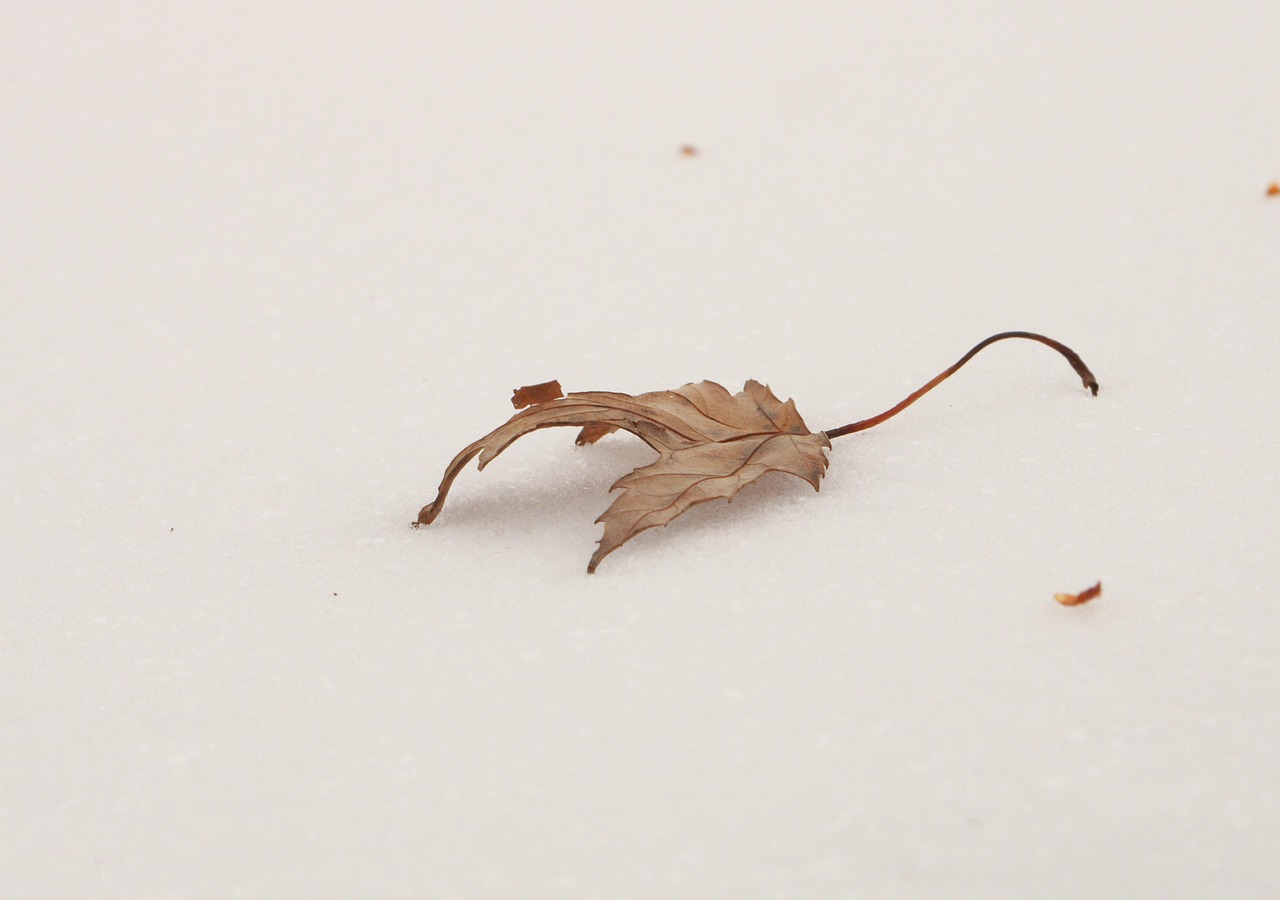 Leaves Fall Winter - Free photo on Pixabay - Pixabay