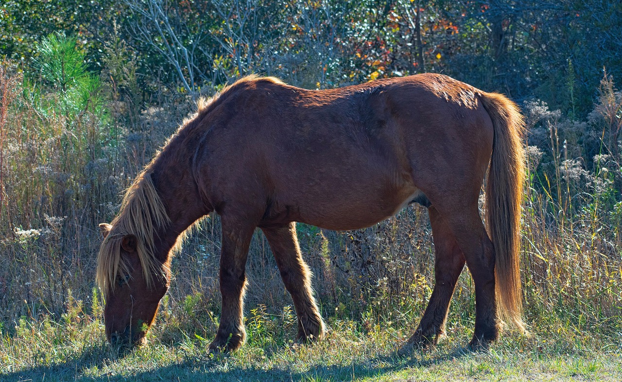 Imagen De Caballos Salvajes