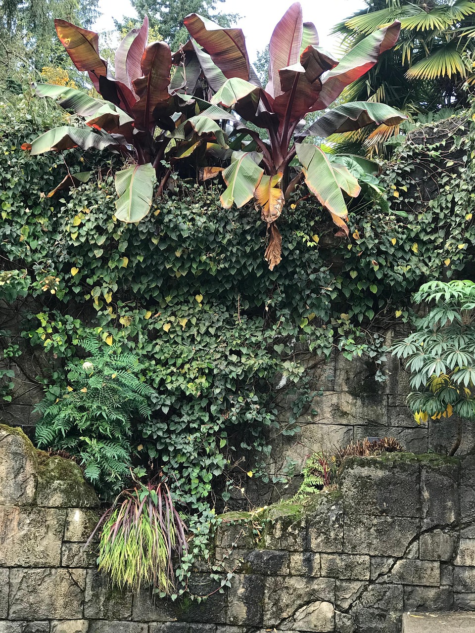 Jungle Ruines Nature - Photo gratuite sur Pixabay - Pixabay