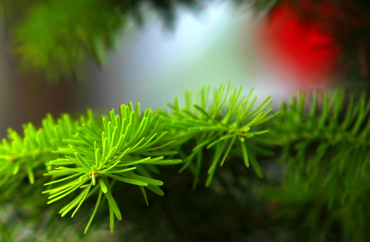 Feier Weihnachten Dezember - Kostenloses Foto auf Pixabay