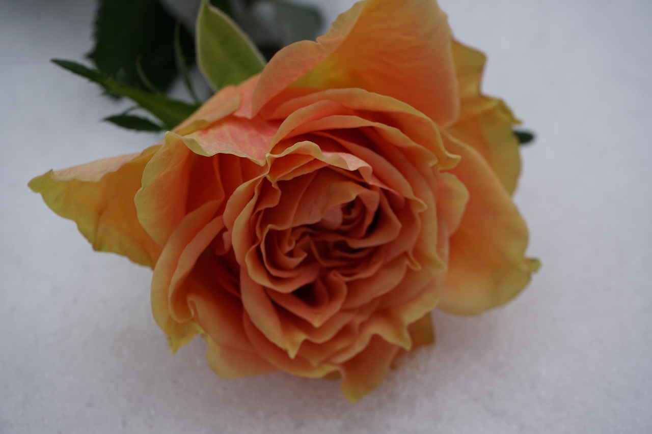Rose Schnee Snow - Free photo on Pixabay - Pixabay