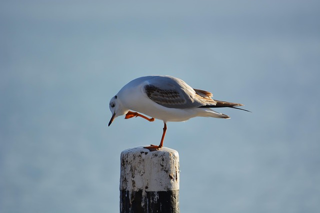 Seagull Bird Pillar - Free photo on Pixabay - Pixabay