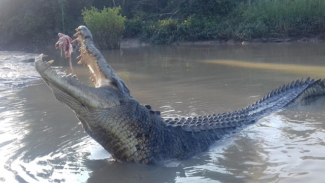 Croc Eating Beast Crocodile - Free photo on Pixabay