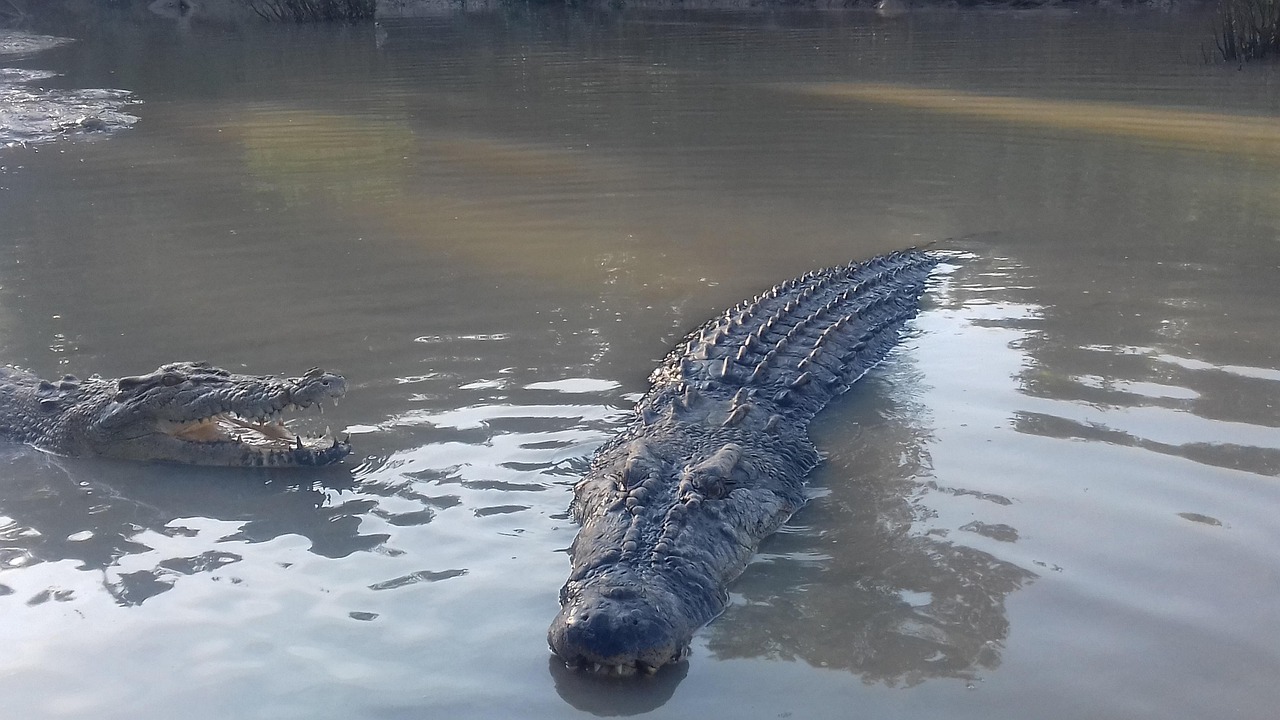 Croco Crocodile Reptile - Photo gratuite sur Pixabay - Pixabay