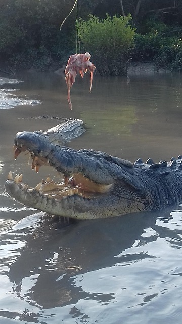 Croc Eating Beast Crocodile - Free photo on Pixabay - Pixabay