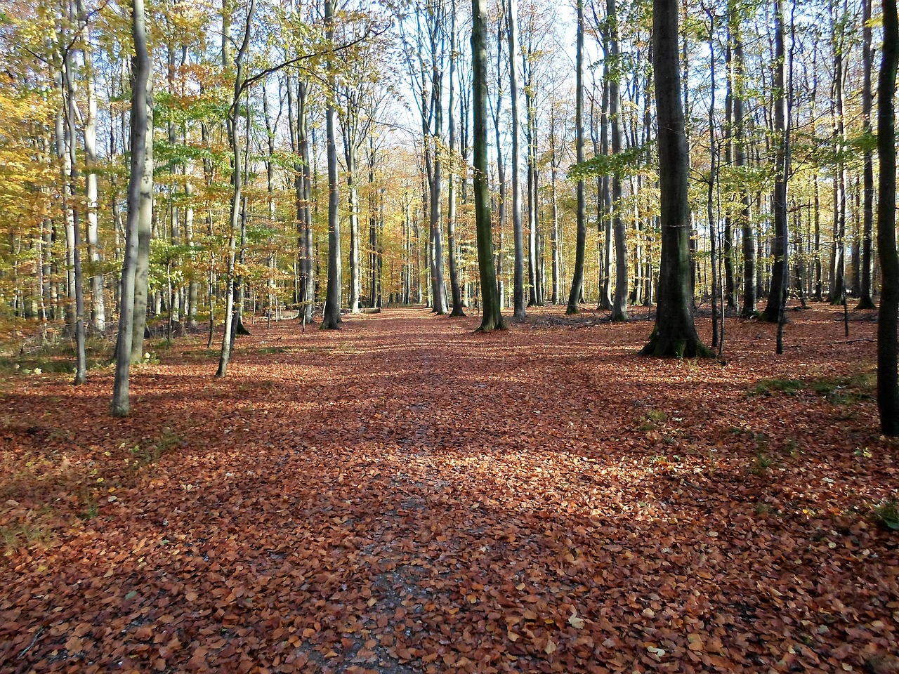 Forêt Des Arbres Les - Photo gratuite sur Pixabay