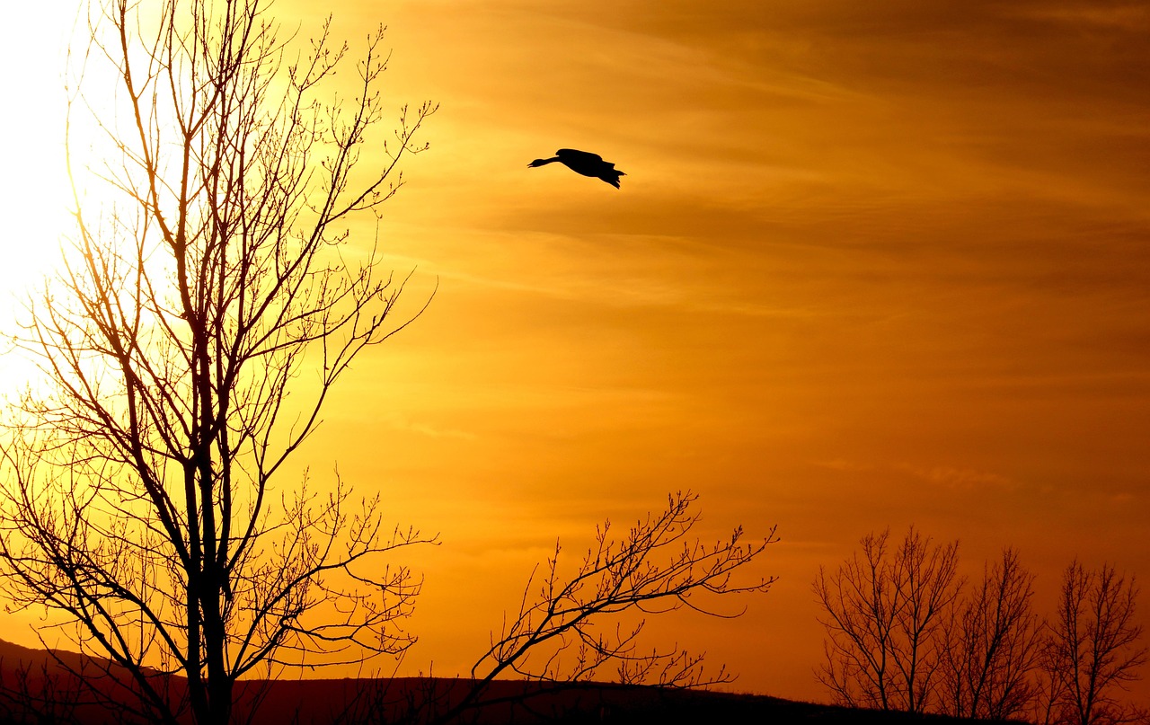 Sonnenuntergang Vogel Fliegend - Kostenloses Foto auf Pixabay
