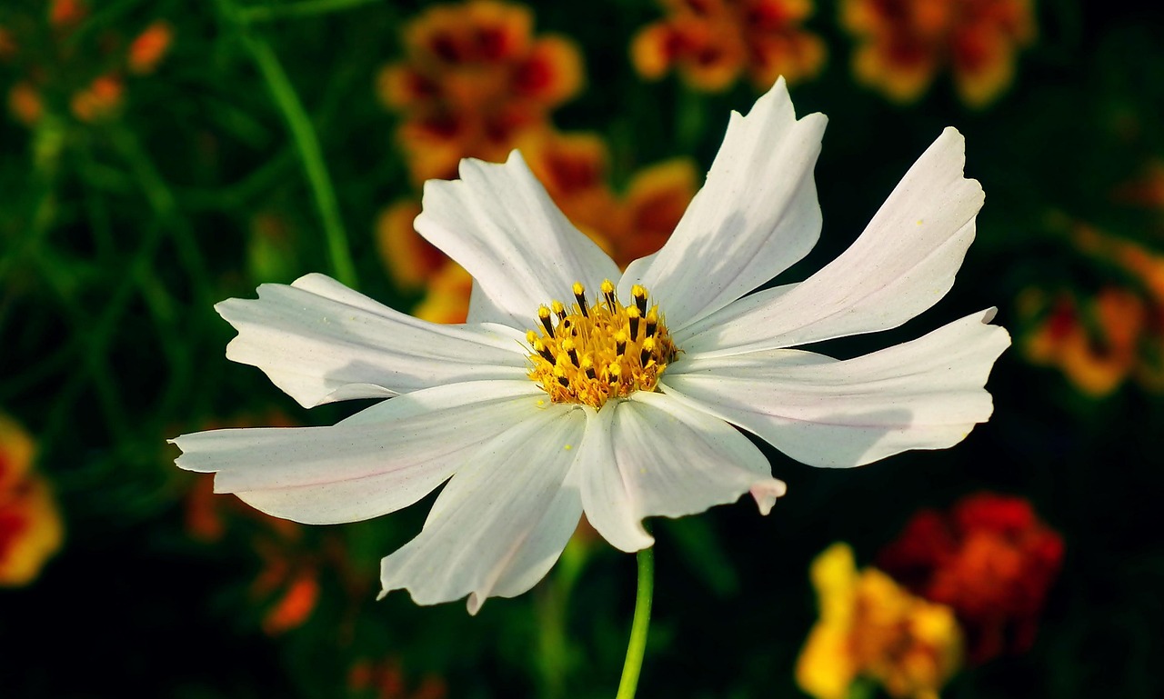 Cosmos Flor Planta - Foto gratis en Pixabay - Pixabay