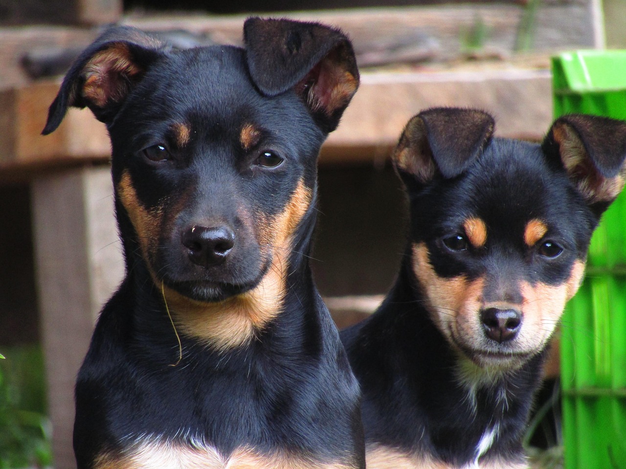 Köpek Yavrusu Evcil Hayvan - Pixabay'de ücretsiz fotoğraf