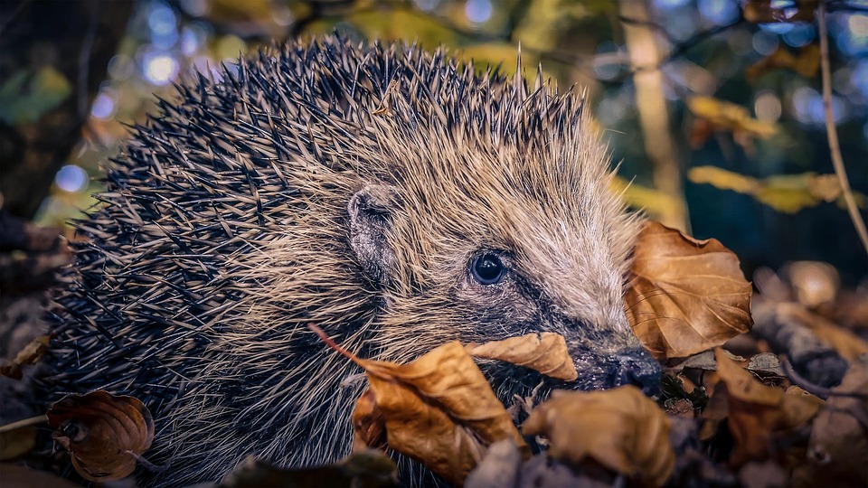 Hedgehog Fall Mammal - Free photo on Pixabay - Pixabay