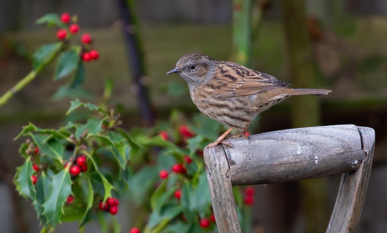 Dunnock Bird Wood - Free photo on Pixabay
