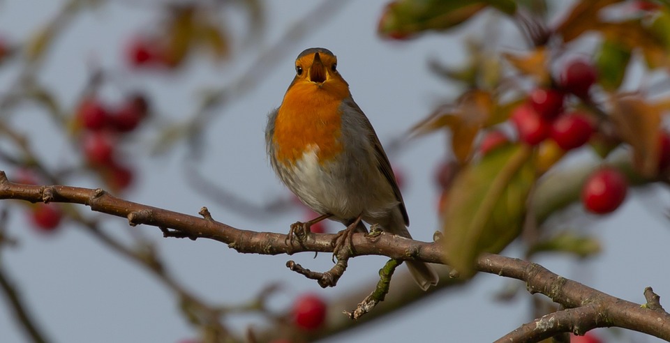 Robin Rotkehlchen Im Baum - Kostenloses Foto auf Pixabay