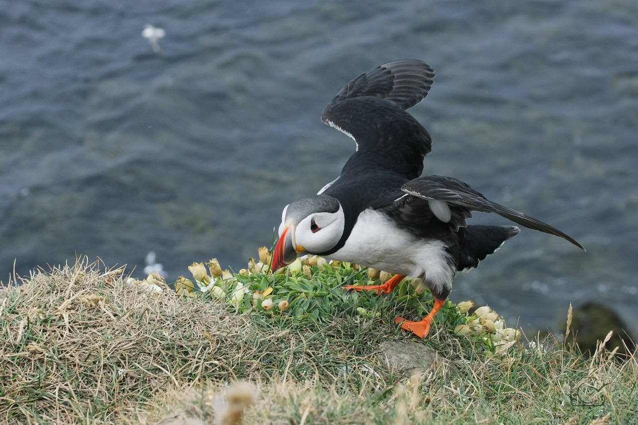300+ Free Puffin & Nature Images - Pixabay