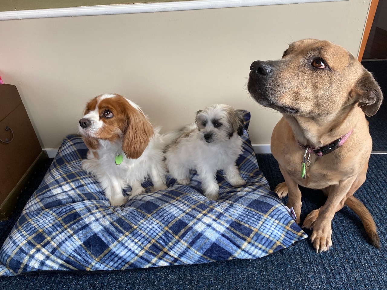 Chiens Trio Adorable - Photo gratuite sur Pixabay - Pixabay
