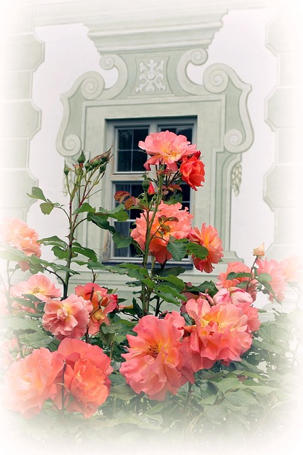 Roses Romance Rose Window - Free photo on Pixabay - Pixabay