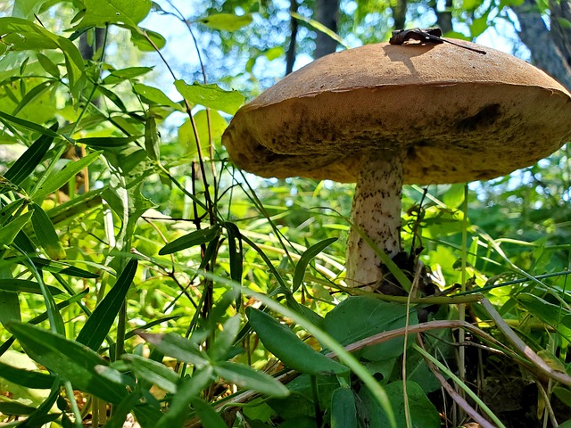 Underside Of Mushroom Perspective - Free photo on Pixabay - Pixabay