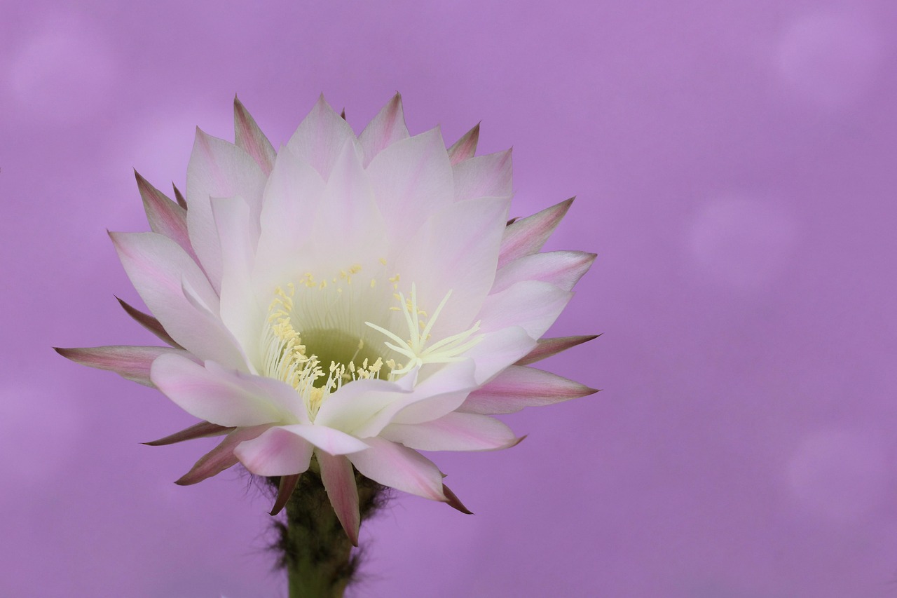 Fleur De Cactus Plantes - Photo gratuite sur Pixabay - Pixabay