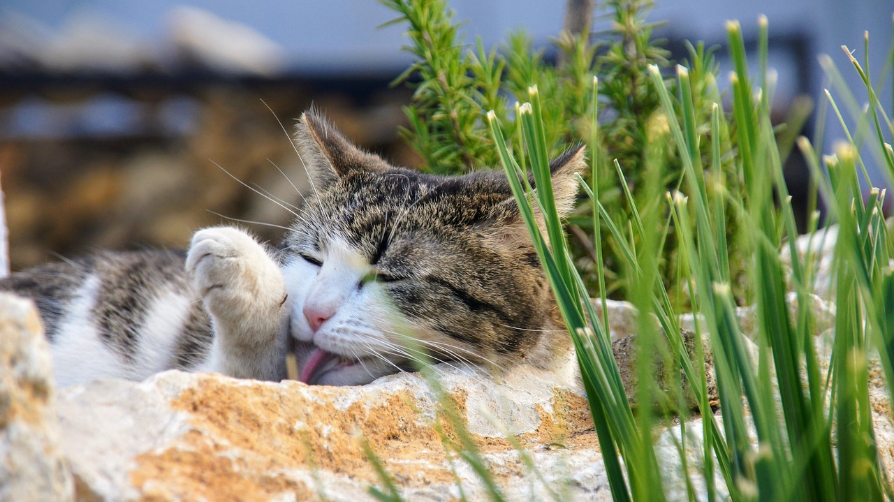 Chat Jardin La - Photo gratuite sur Pixabay - Pixabay