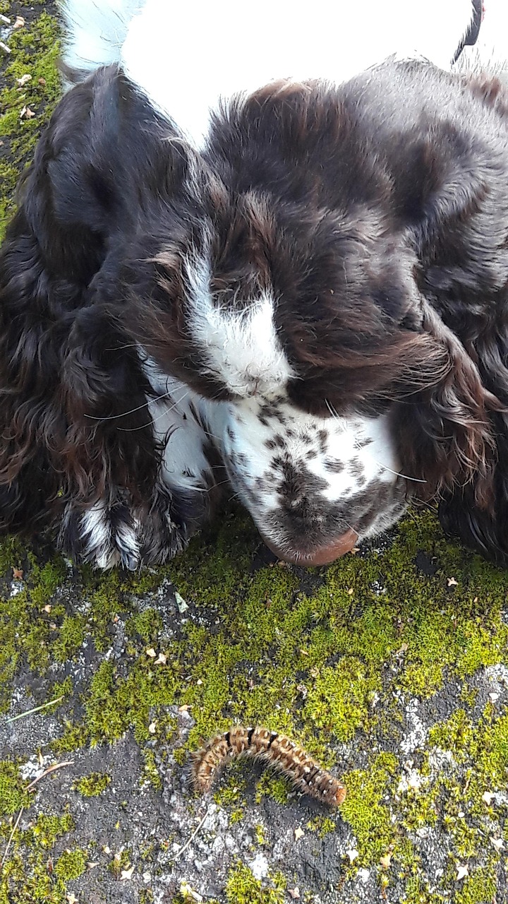 English Springer Spaniel Dog Puppy - Free photo on Pixabay - Pixabay