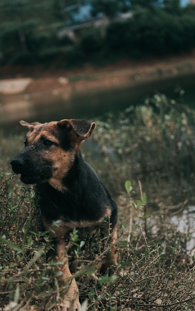 Dog Mighty - Free photo on Pixabay
