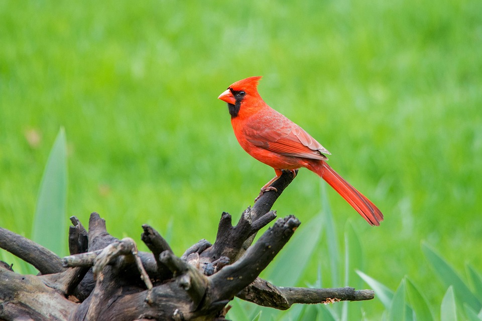 Birds Cardinal American - Free photo on Pixabay
