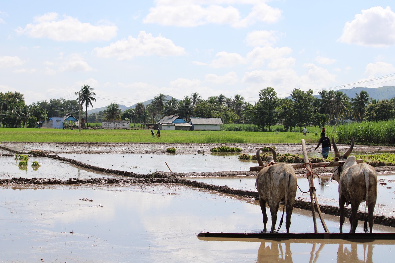 70+ Free Ploughing & Agriculture Images - Pixabay