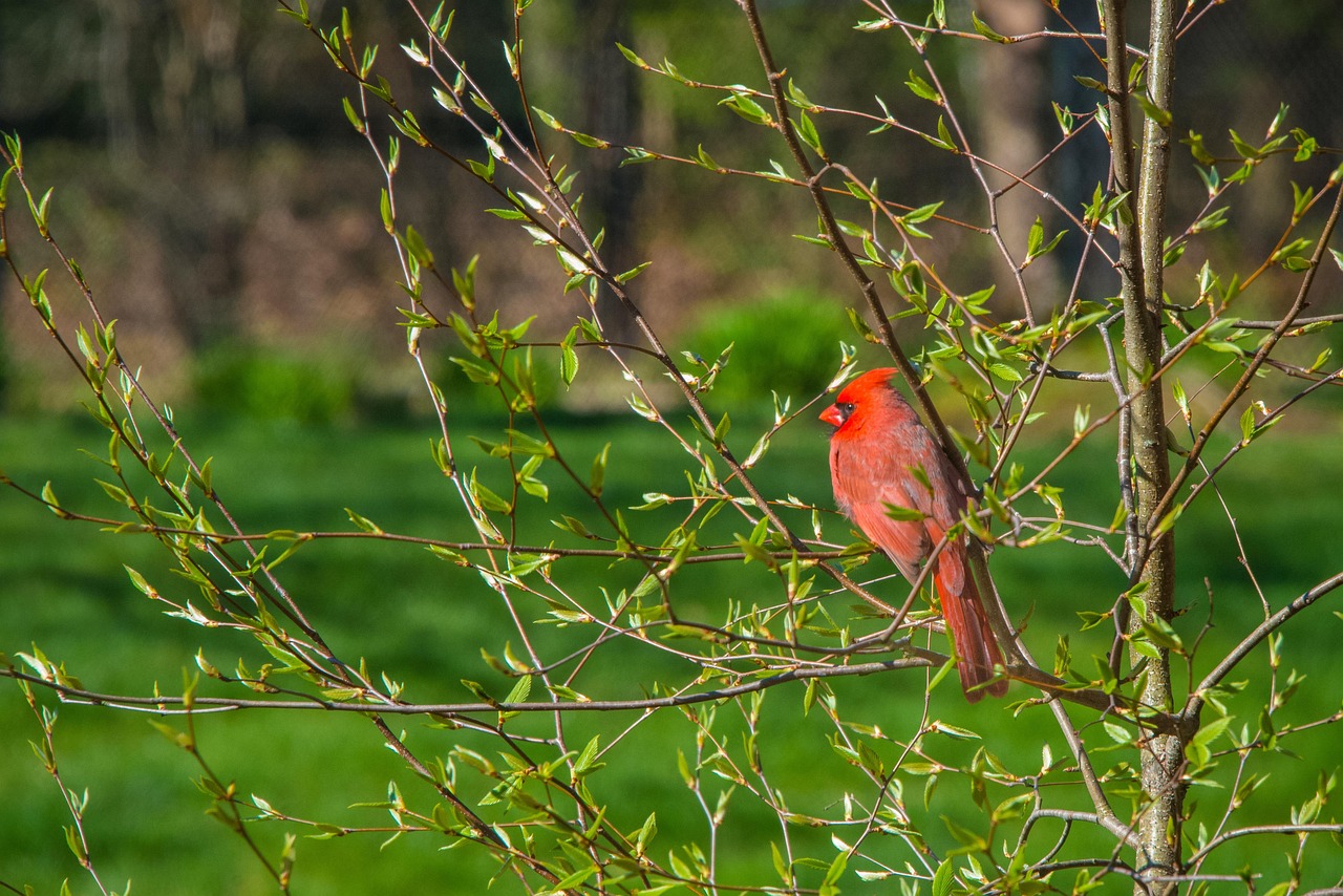 Cardenal Pájaro Árbol Aves - Foto gratis en Pixabay - Pixabay