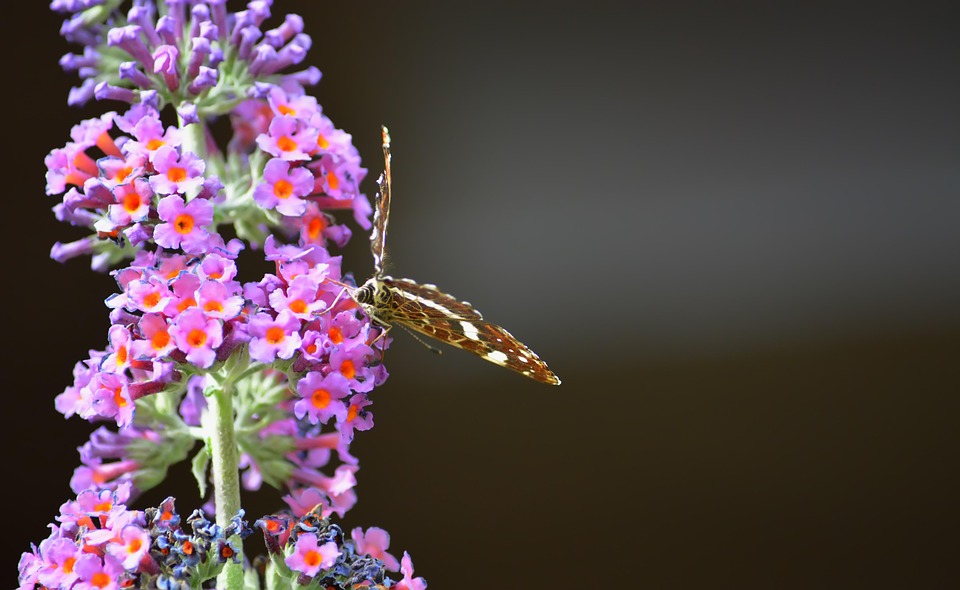 Butterfly Insect Summer Lilac - Free photo on Pixabay
