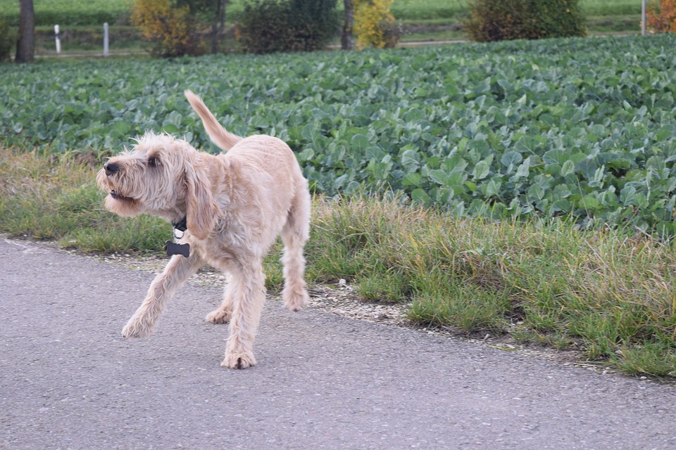 Dog Griffon Sitting - Free photo on Pixabay - Pixabay