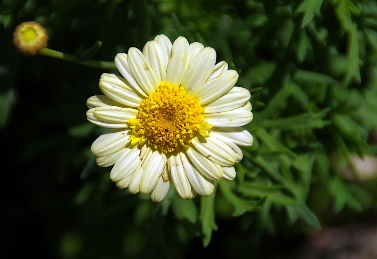 La Corona De Margaritas Flor - Foto gratis en Pixabay - Pixabay