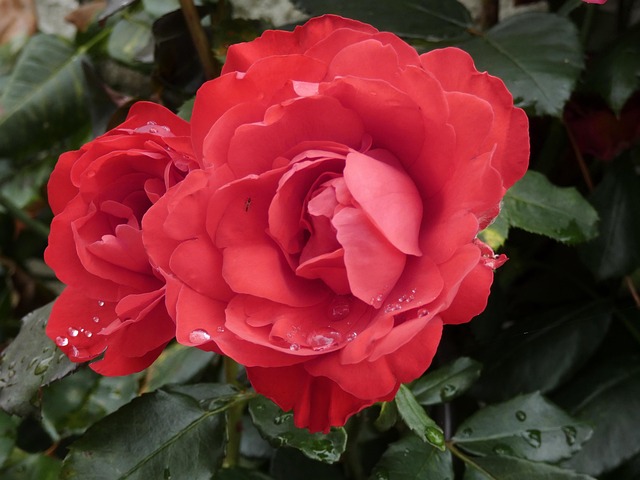 Bunga Pink Merah - Foto gratis di Pixabay