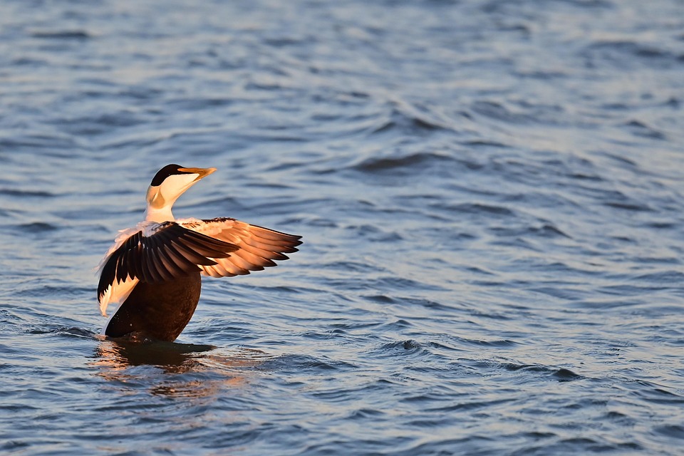 Eider Sea-Diving Duck North Sea - Free photo on Pixabay