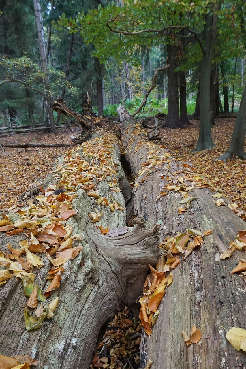 Trunchi De Copac Pădure Toamna - Fotografie gratuită pe Pixabay - Pixabay
