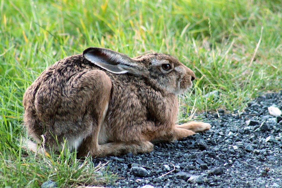 Rabbit Relaxed Path - Free photo on Pixabay