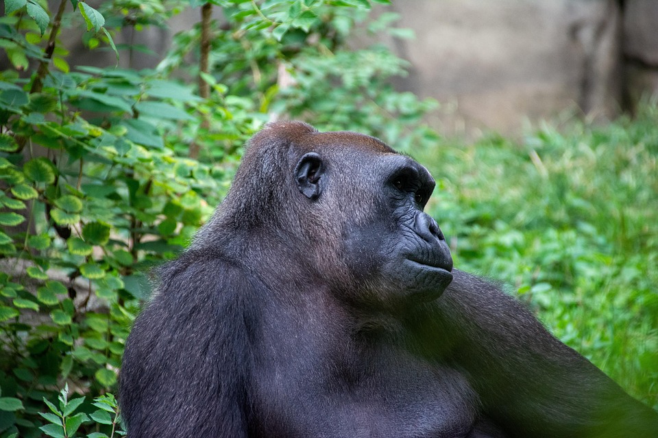 Gorilla Cute Animal - Free photo on Pixabay