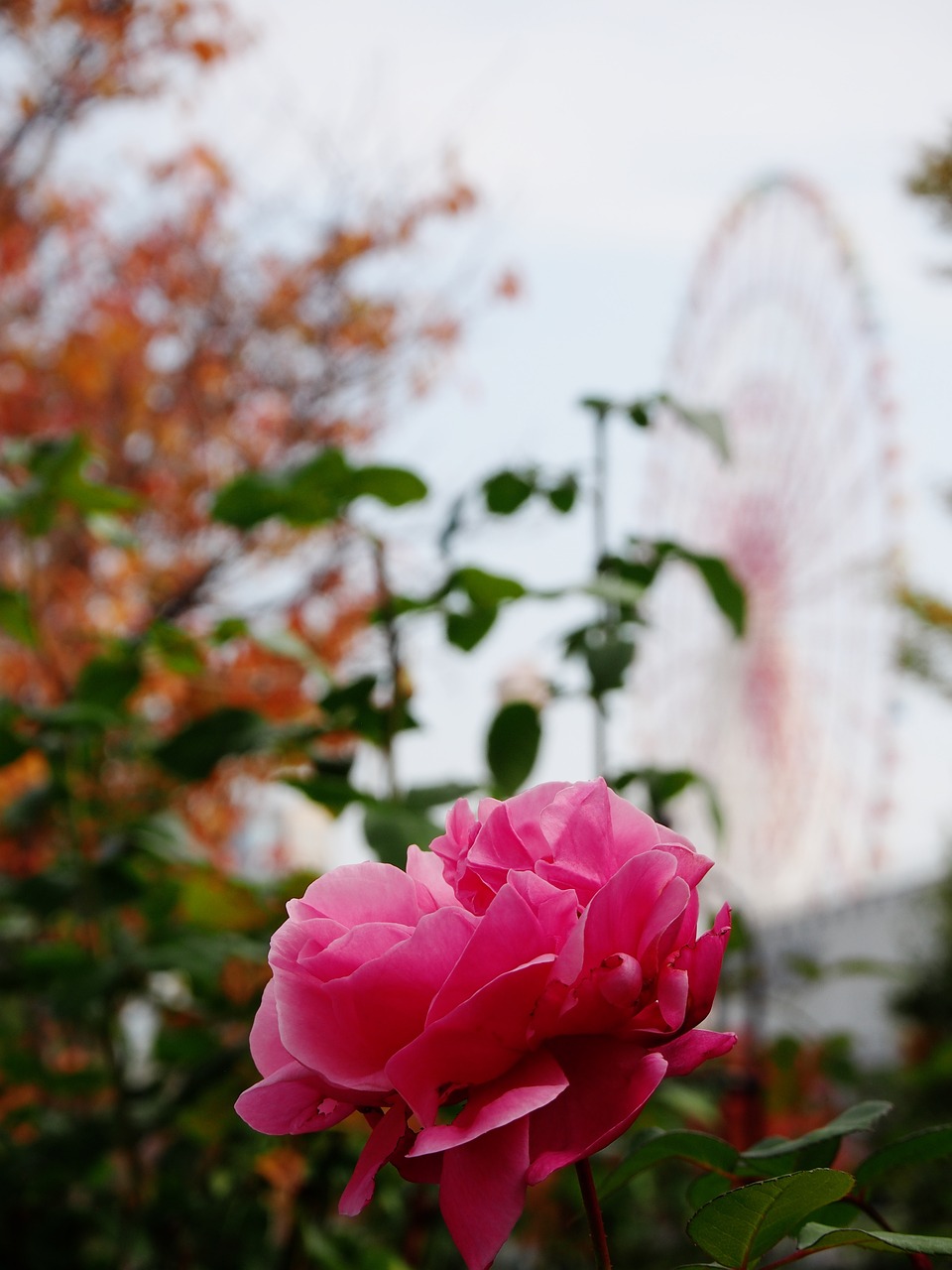 Rose Rueda De La Fortuna Odaiba - Foto gratis en Pixabay - Pixabay