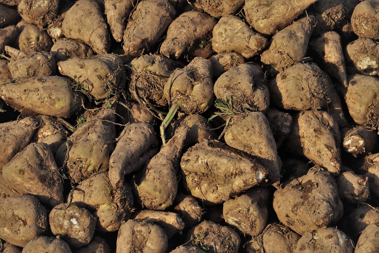 50+ kostenlose Zuckerrübe und Landwirtschaft-Bilder - Pixabay