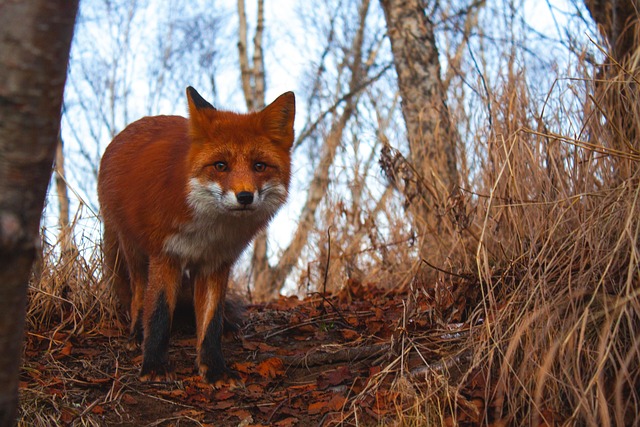 Red Fox Animal Meadow - Free photo on Pixabay